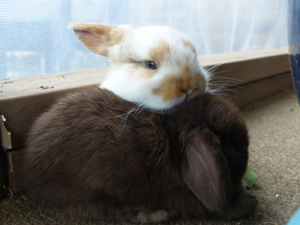 Learning Experience | Awaken the Wild Soul