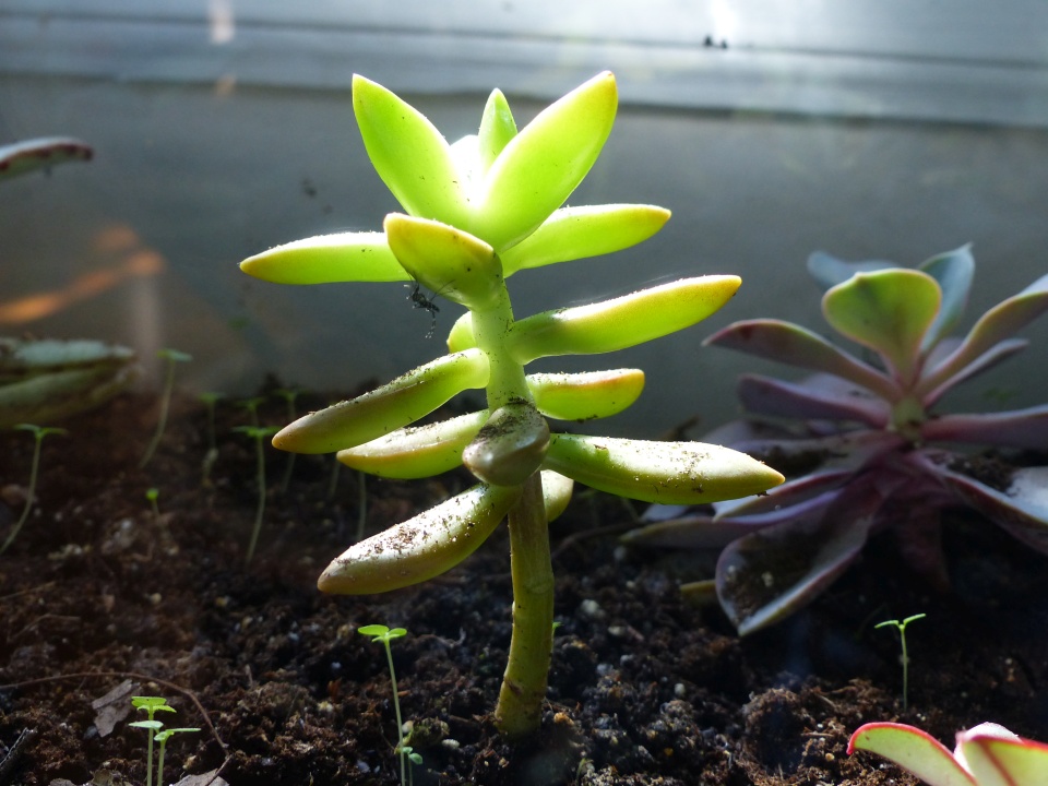 Succulents | Awaken the Wild Soul