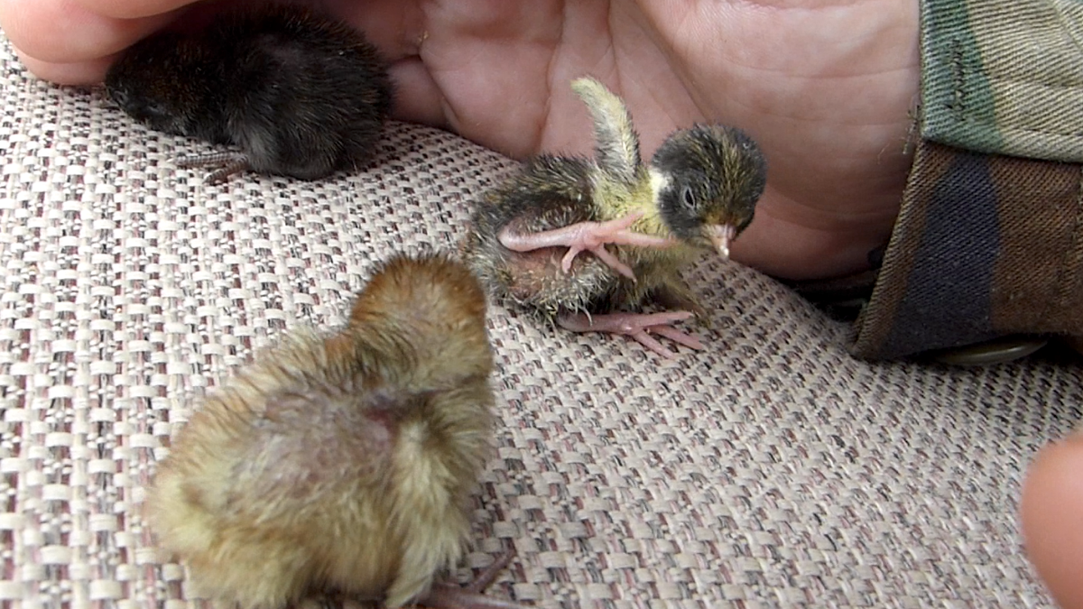 Button Quail Hatch | Awaken the Wild Soul