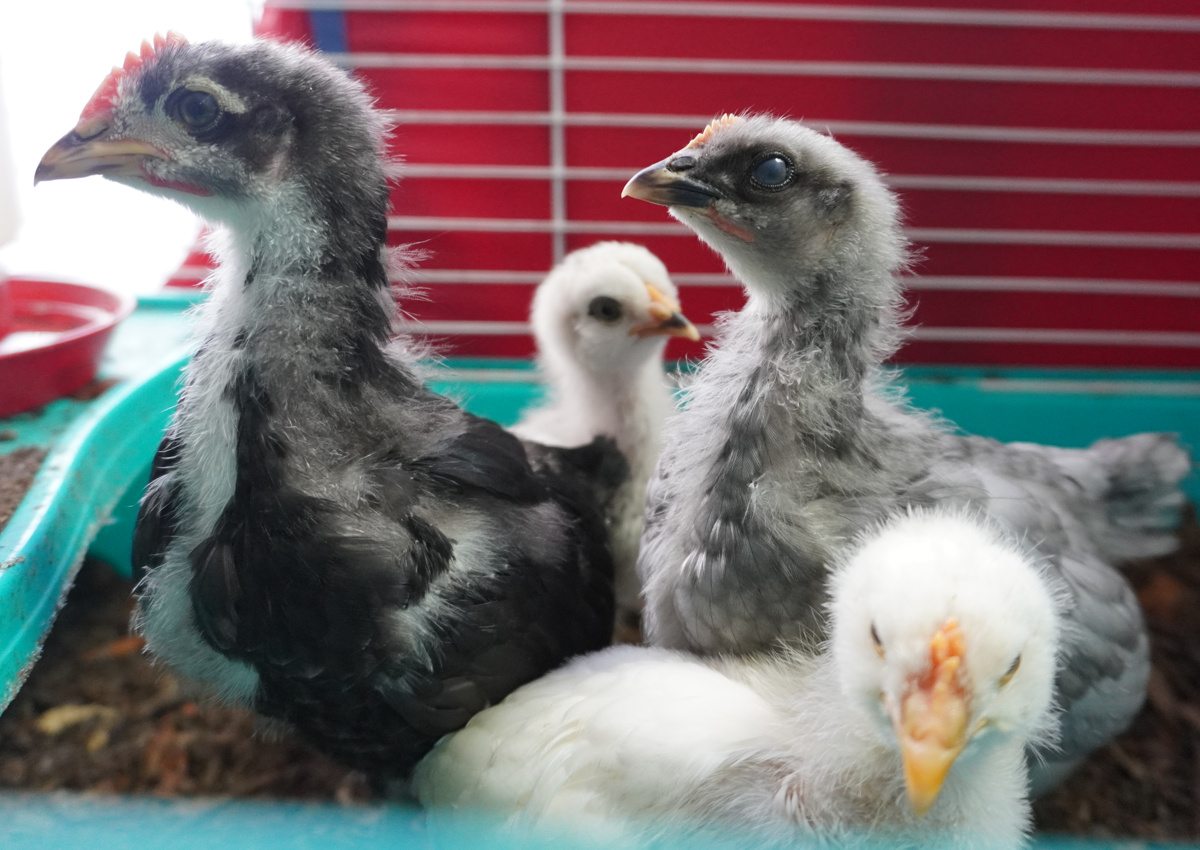Baby Chicks and Button Quail update | Awaken the Wild Soul