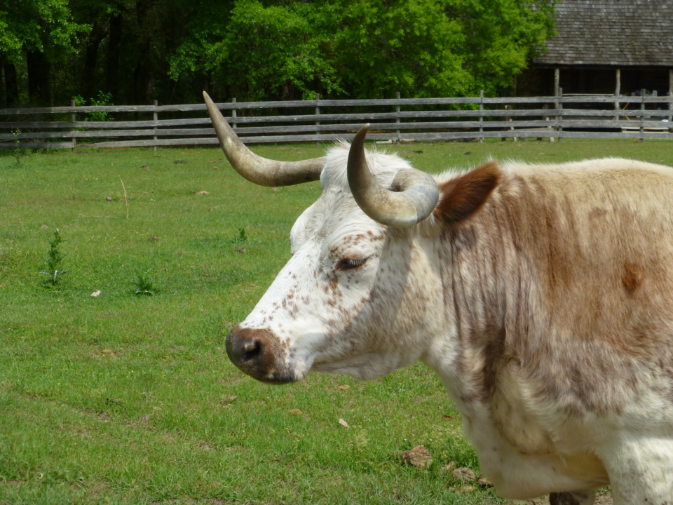 cow | Awaken the Wild Soul