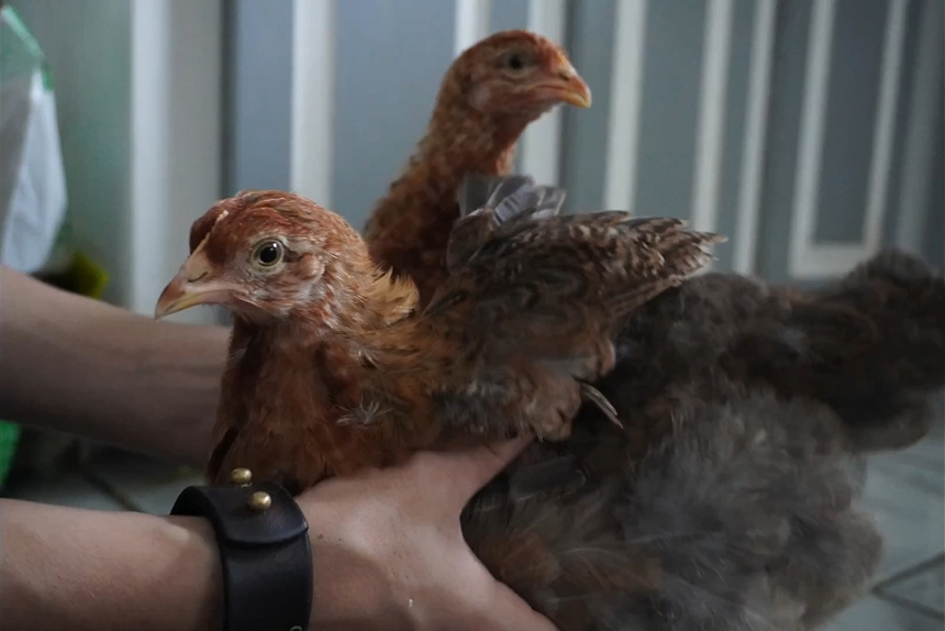 Our Bielefelder Chickens | Awaken the Wild Soul